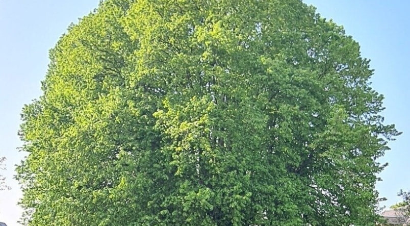Ifs au pied de mon arbre s'oppose à l'abbattage de 4 arbres